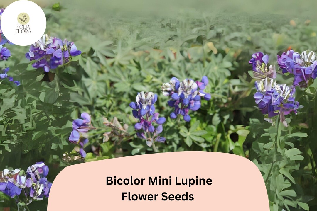 Lupinus Bicolor Mini Lupine Seeds – 25+ Compact Wildflowers for ...