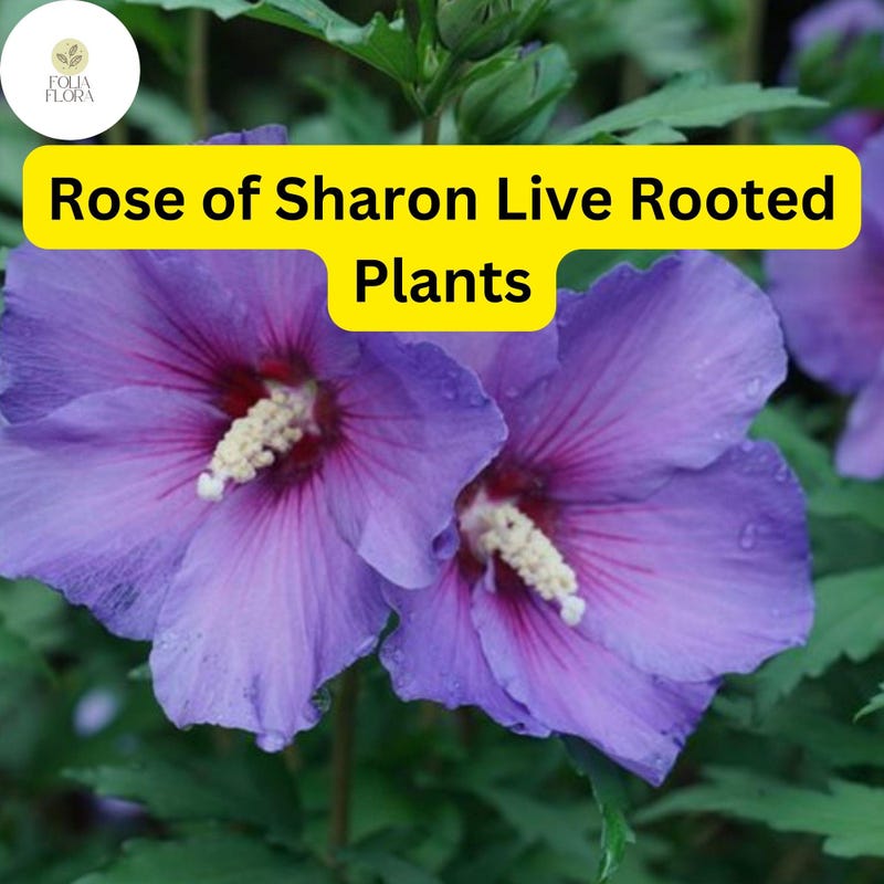 Rose of Sharon Plants - Etsy