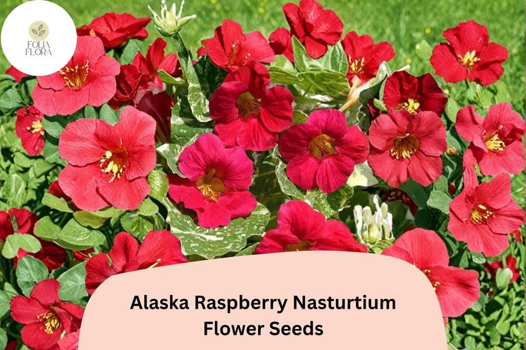 50+ Alaska Raspberry Nasturtium Seeds | Tropaeolum Majus | Bright ...