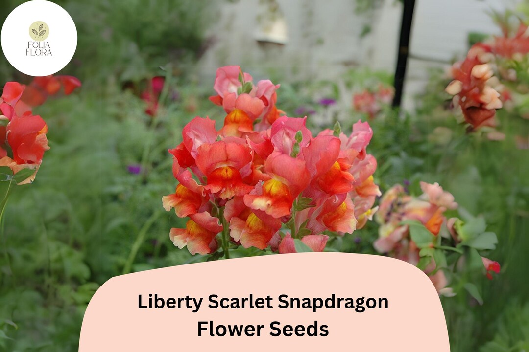 Antirrhinum Majus Liberty Scarlet Snapdragon Seeds – 1000+ Bold Red ...