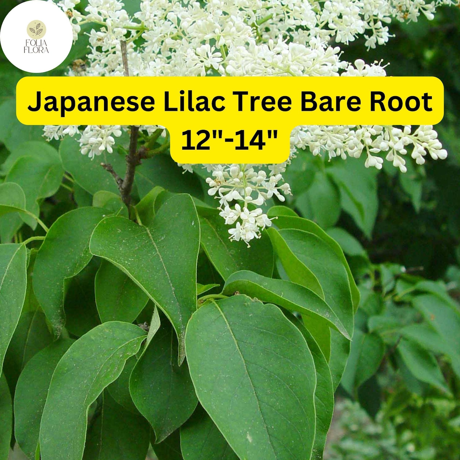 Japanese Lilac Tree – 12-14" Bare Root Syringa Reticulata, Zones 3-7 - Etsy