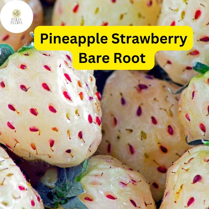 10 Bare Root Pineapple Strawberry Plants – Fragaria × Ananassa, Unique ...