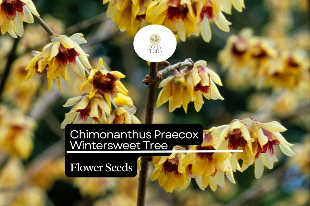 10 Seeds Chimonanthus Praecox Wintersweet Tree | Fragrant Heirloom ...