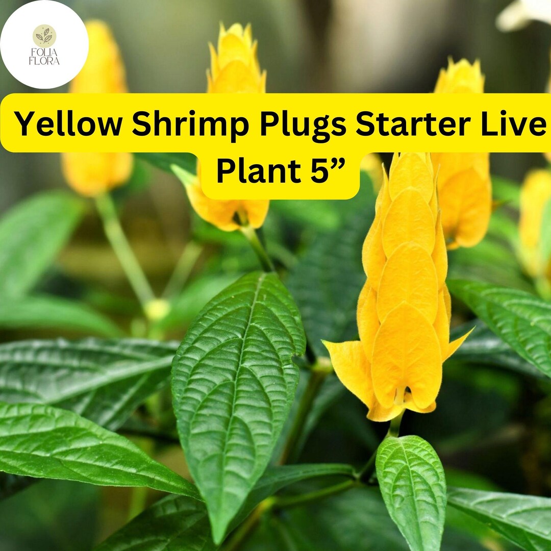 Yellow Shrimp Plant - 1 Live Starter Plugs 5” (justicia Brandegeana ...