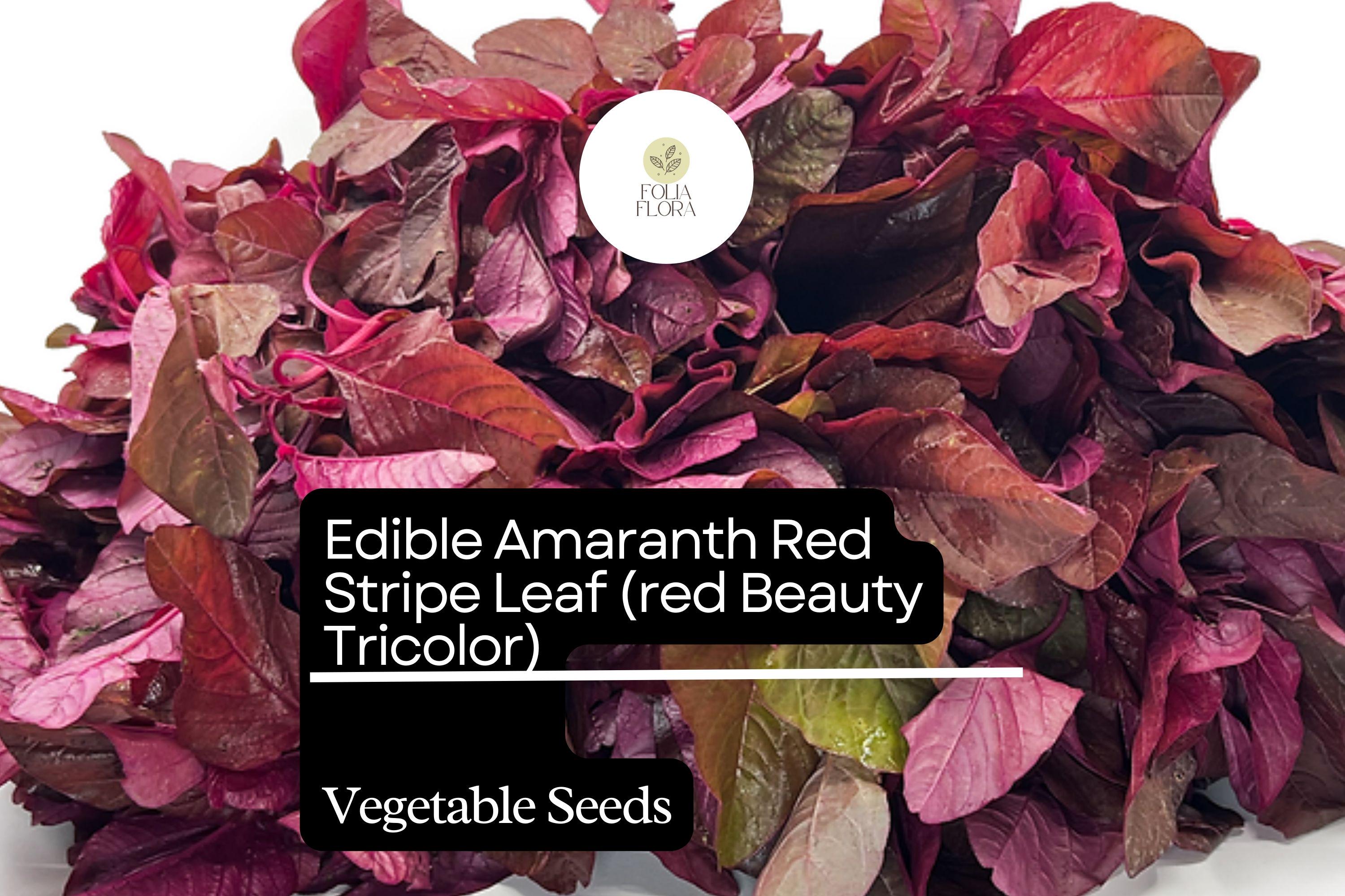 500mg Edible Amaranth Seeds Amaranthus Tricolor Red Beauty Red Stripe ...