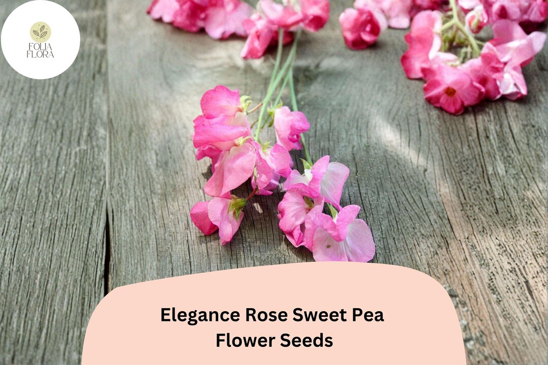 Elegance Rose Sweet Pea Seeds | Rose Pink Lathyrus Odoratus Tall ...
