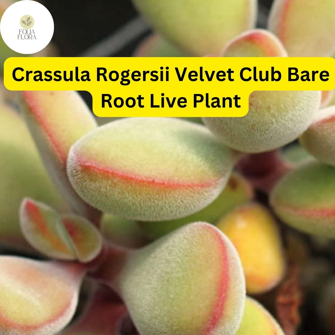 Crassula Rogersii ‘velvet Club’ | 1 Live Bare Root Succulent | Fuzzy ...