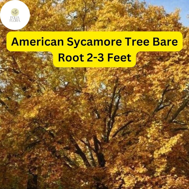 American Sycamore Tree – Live Bare Root Plant, Fast-growing Shade - Etsy