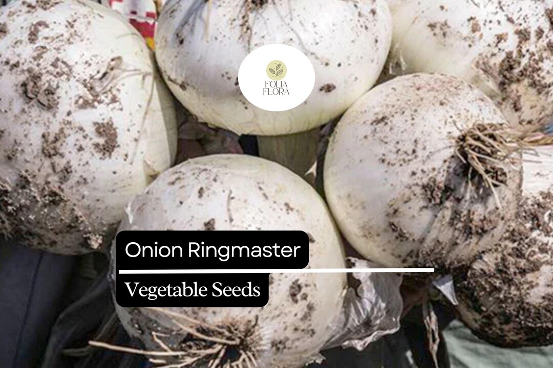 Onion Ringmaster Seeds 250mg | Allium Cepa | Non-gmo, Crisp White Bulbs ...
