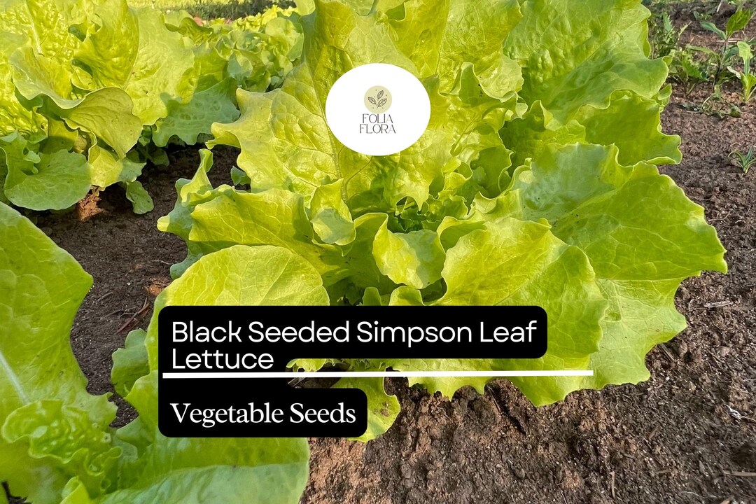 500 Seeds Black Seeded Simpson Leaf Lettuce Lactuca Sativa | Heirloom ...