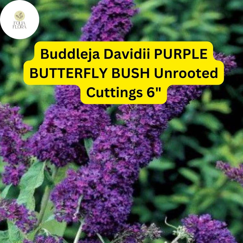 Buddleja Davidii | Purple Butterfly Bush | 7 Live 6” Unrooted Cuttings ...