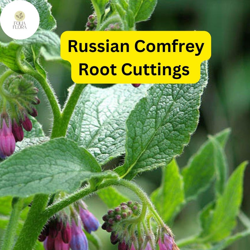 Live Root Cuttings Russian Comfrey - Bocking 14 Cultivar - Perennial ...