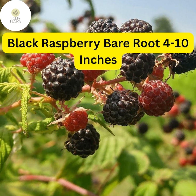 10 Bare Root Starter Plants Black Raspberry Plant, Mysore Rubus Niveus ...