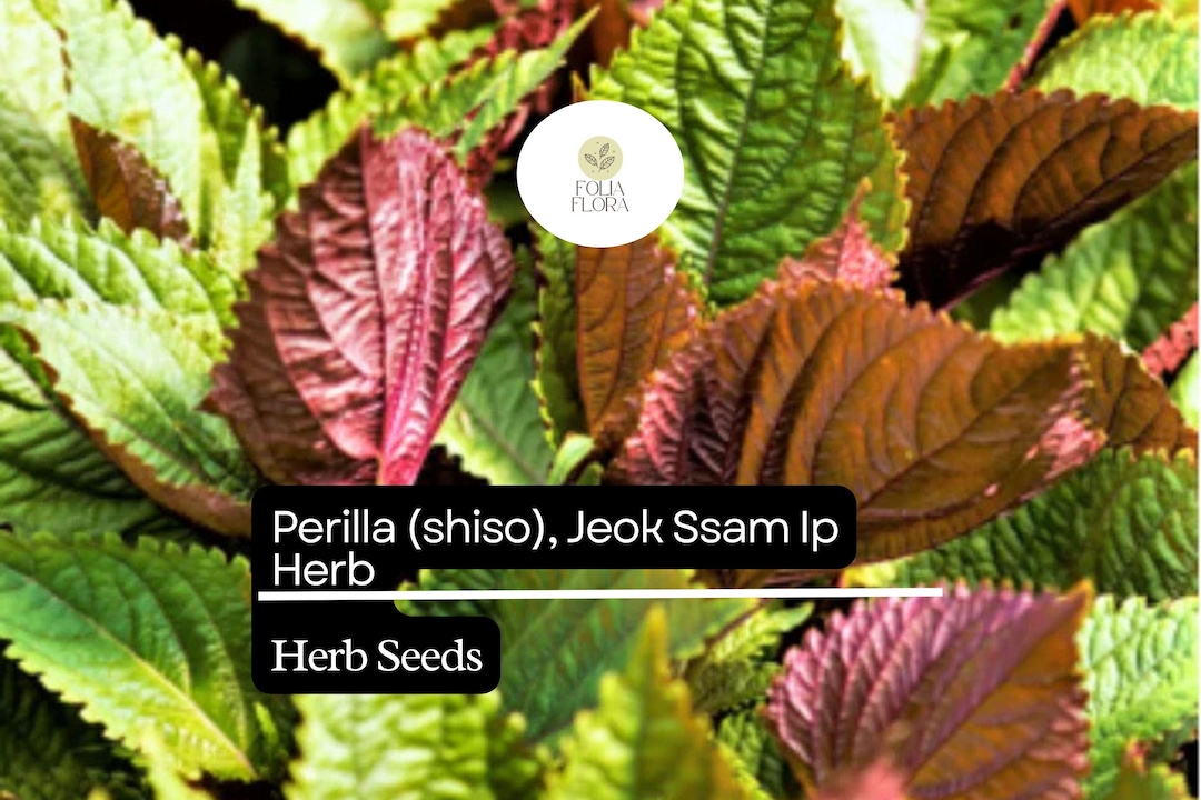 500mg Perilla Shiso Jeok Ssam Ip Seeds Perilla Frutescens | Red-leaf ...