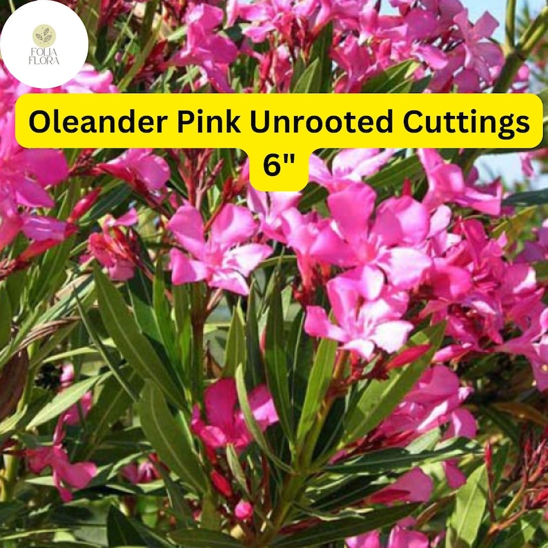 Oleander Pink | Nerium Oleander | 7 Live 6” Unrooted Cuttings | Drought ...
