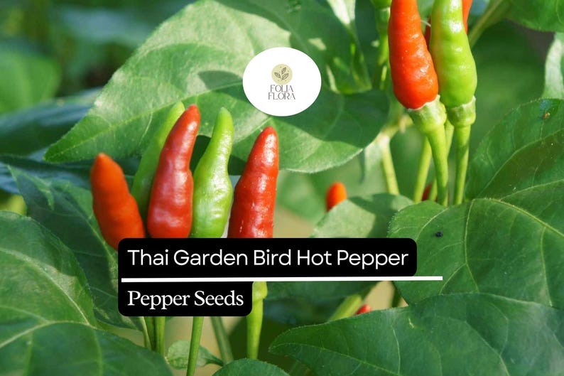 250mg Thai Garden Bird Hot Pepper Seeds Capsicum Annuum Very Hot, Non ...