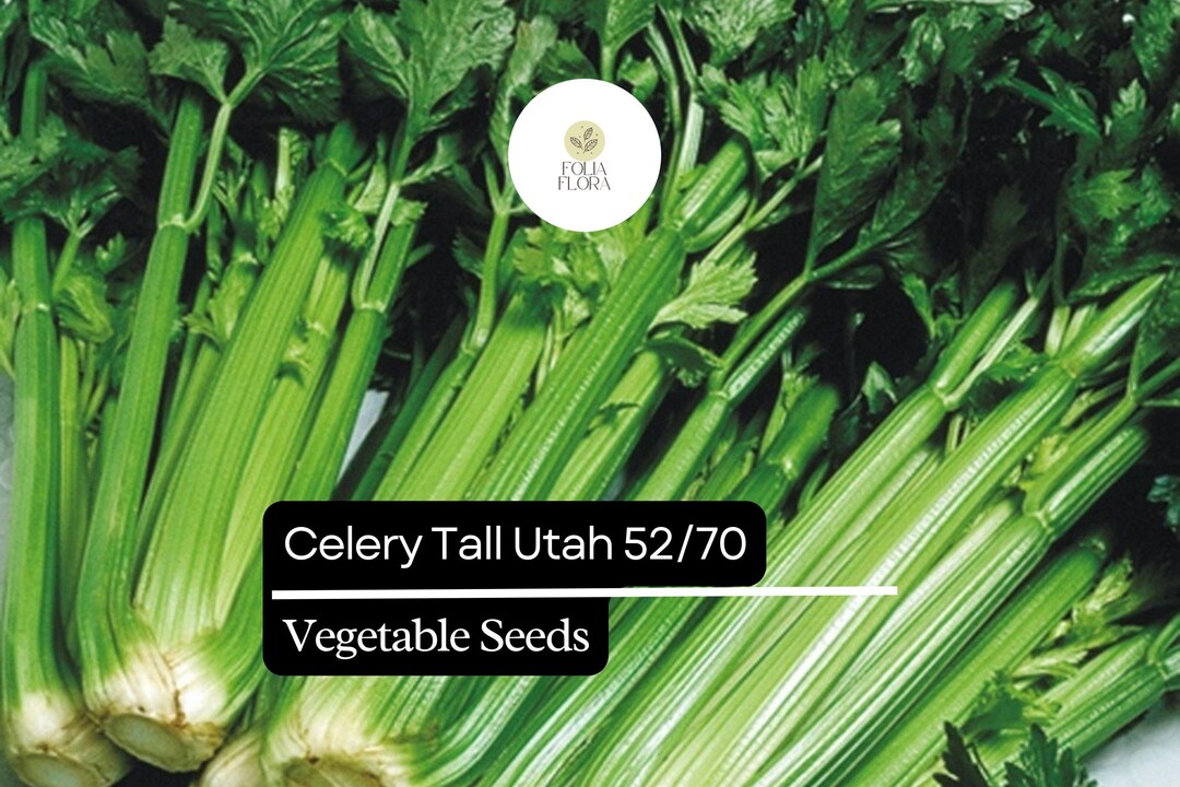 500 Seeds Celery Tall Utah 52/70 Apium Graveolens | Crisp, Sweet ...