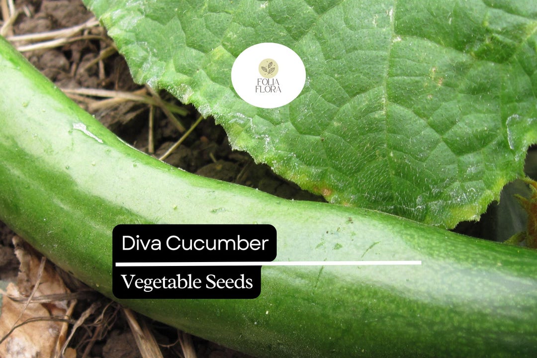 20 Seeds Diva Cucumber (cucumis Sativus) – Sweet, Crisp, and Burpless ...