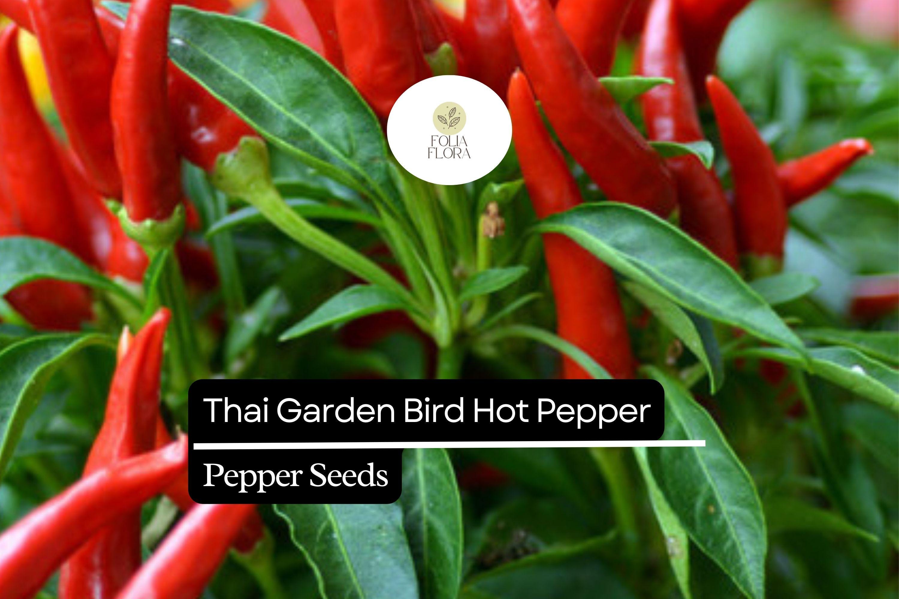 250mg Thai Garden Bird Hot Pepper Seeds Capsicum Annuum Very Hot, Non ...