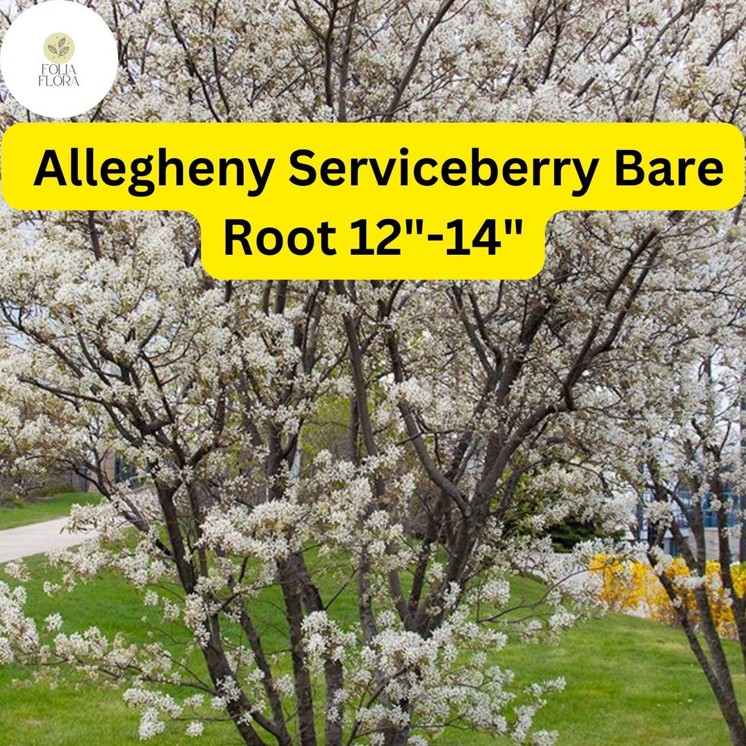 1 Allegheny Serviceberry Tree - Live Bare Root Plant 12"-14 ...
