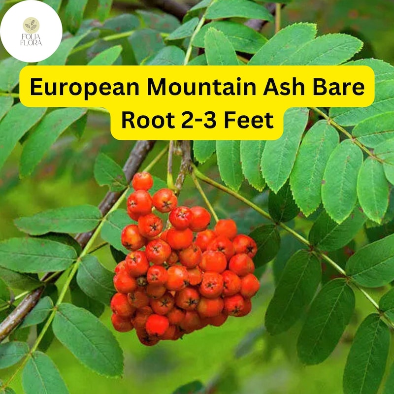 Mountain Ash - Etsy