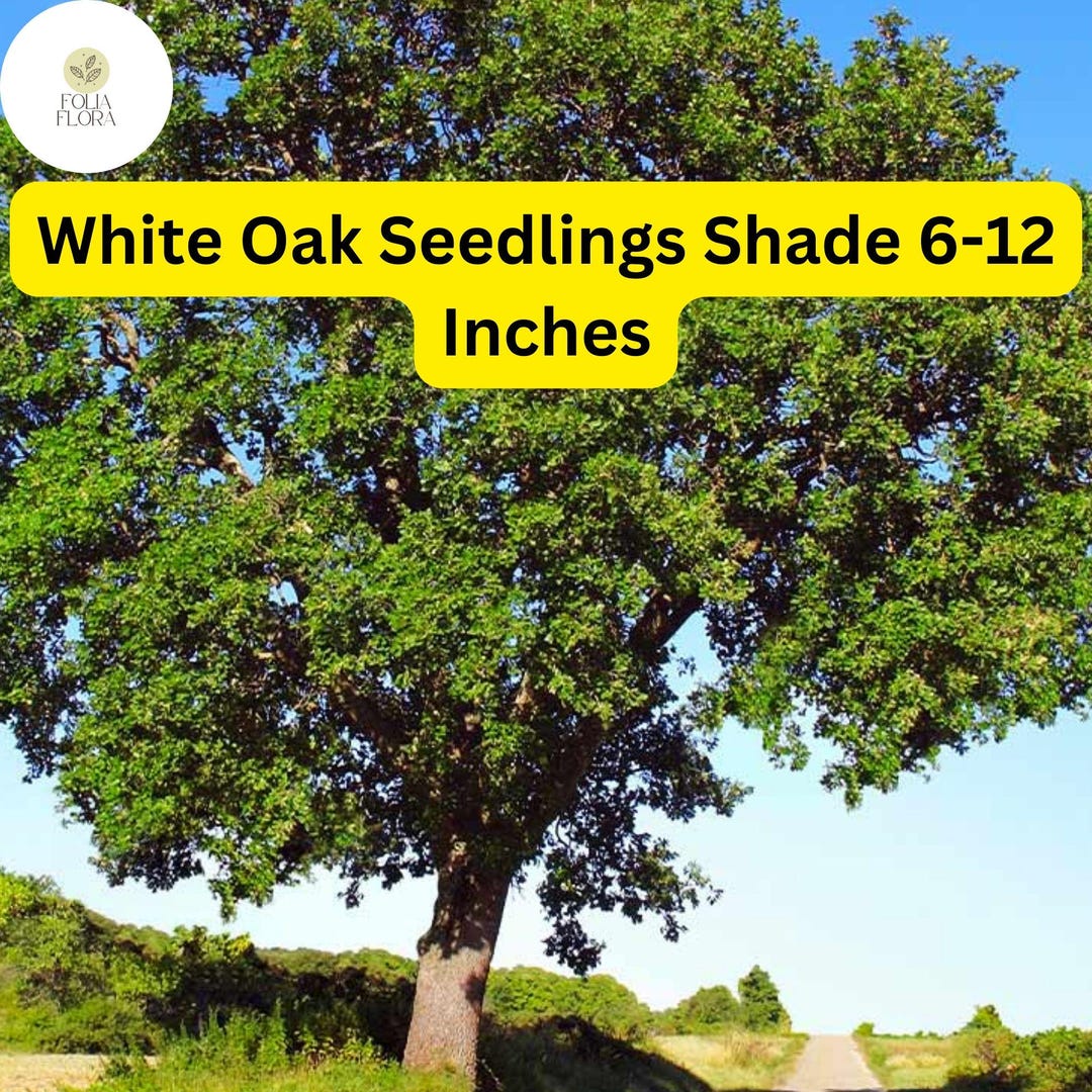 5 White Oak Tree Seedlings, Quercus Alba, Shade Trees (6-12 Inches) - Etsy
