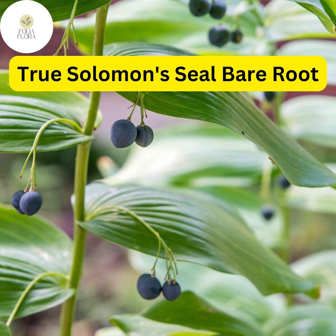 10 True Solomon's Seal Plants (polygonatum Biflorum) - Bare Root - Etsy