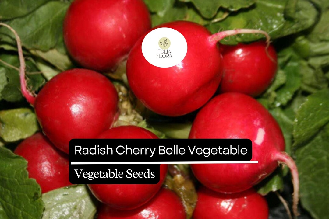 200 Seeds Cherry Belle Radish - Raphanus Sativus | Quick-growing Crunchy Red Radishes - Etsy