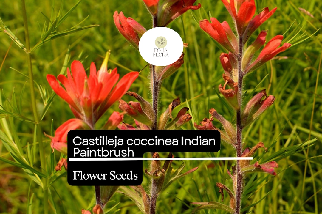 300 Seeds Indian Paintbrush Castilleja Coccinea | Vibrant Wildflower ...
