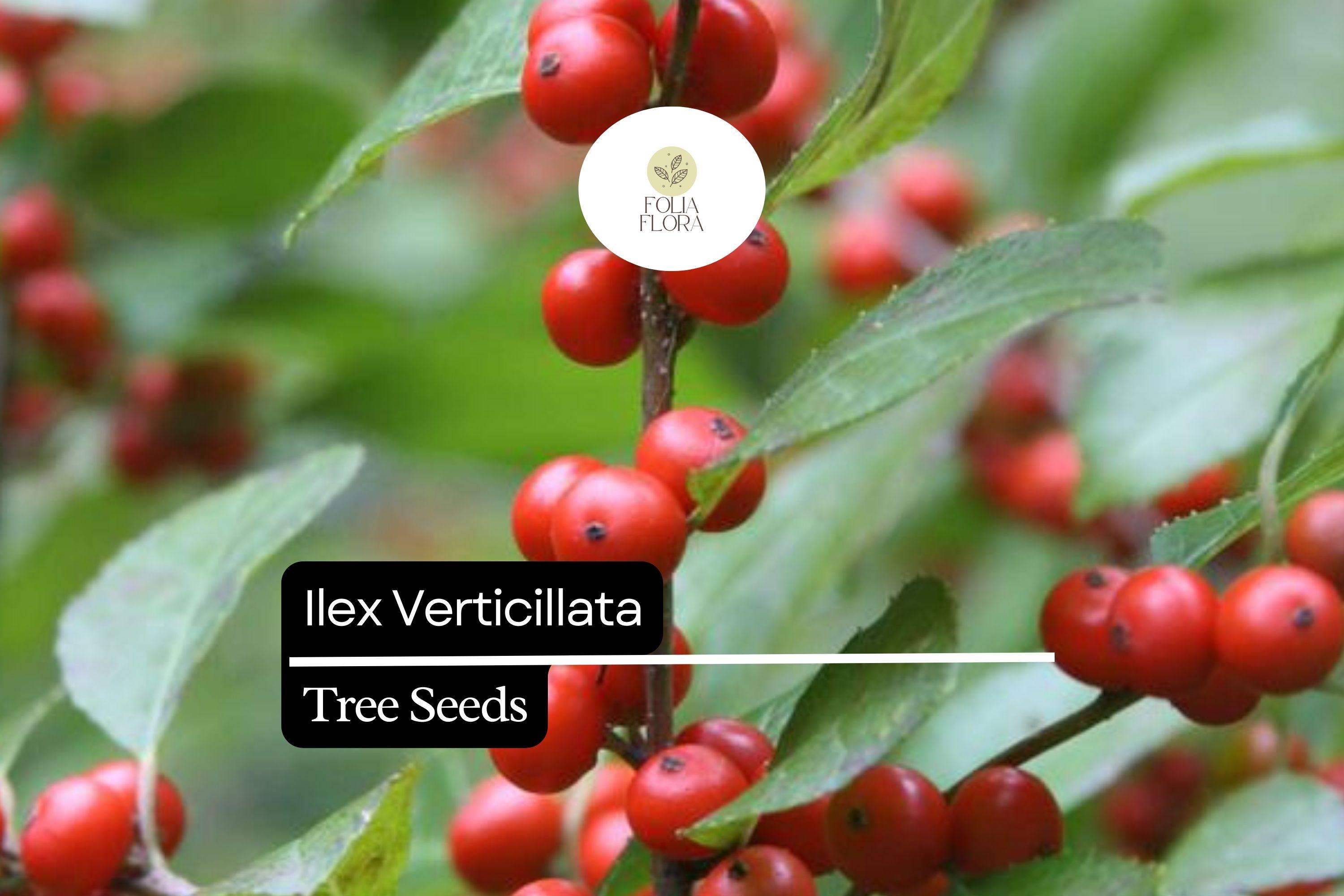 250mg Ilex Verticillata Winterberry Holly Deciduous Shrub Seeds