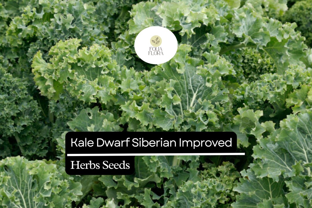 300 Seeds Kale Dwarf Siberian Improved Brassica Oleracea | Non-gmo ...
