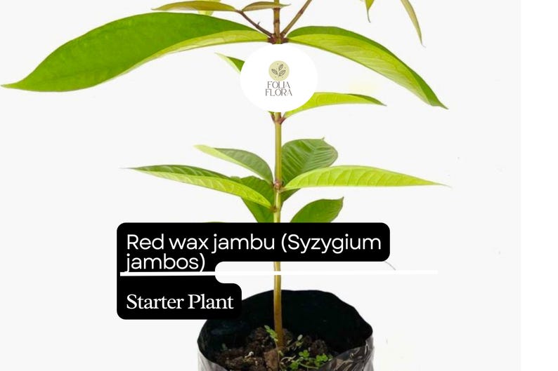 1 Starter Plant Red Wax Jambu Tree (syzygium Jambos) Live Fruit Tree 12 ...