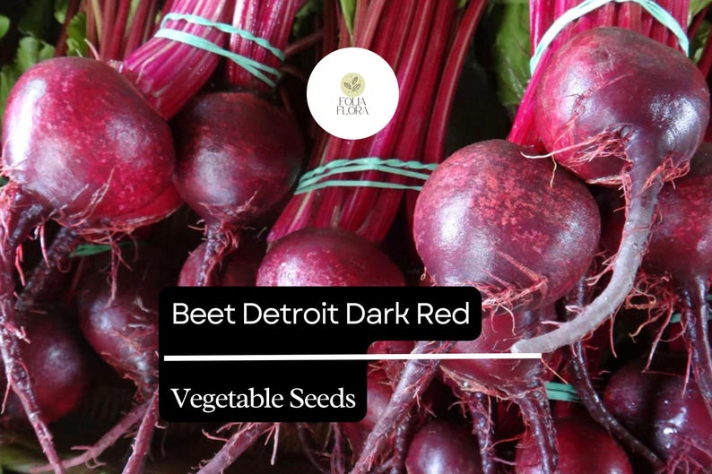 1g Beet Detroit Dark Red Seeds Beta Vulgaris Heirloom Sweet Beets for ...