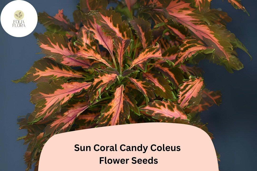 Coral Candy Coleus Seeds | Pink & Green Foliage, Shade Plant - Etsy