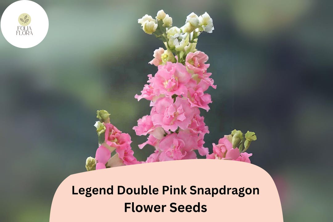 Antirrhinum Majus Legend Double Pink Snapdragon Seeds – 1000+ Lush ...