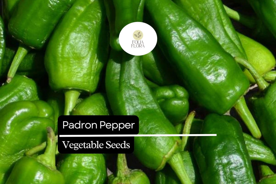 10 Seeds Padron Pepper (capsicum Annuum) – Mild, Flavorful Spanish ...