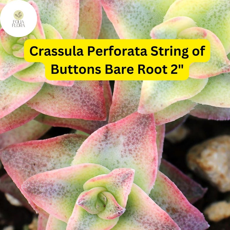 Crassula Perforata ‘string of Buttons’ | 2 Live 2” Bare Root Plants ...