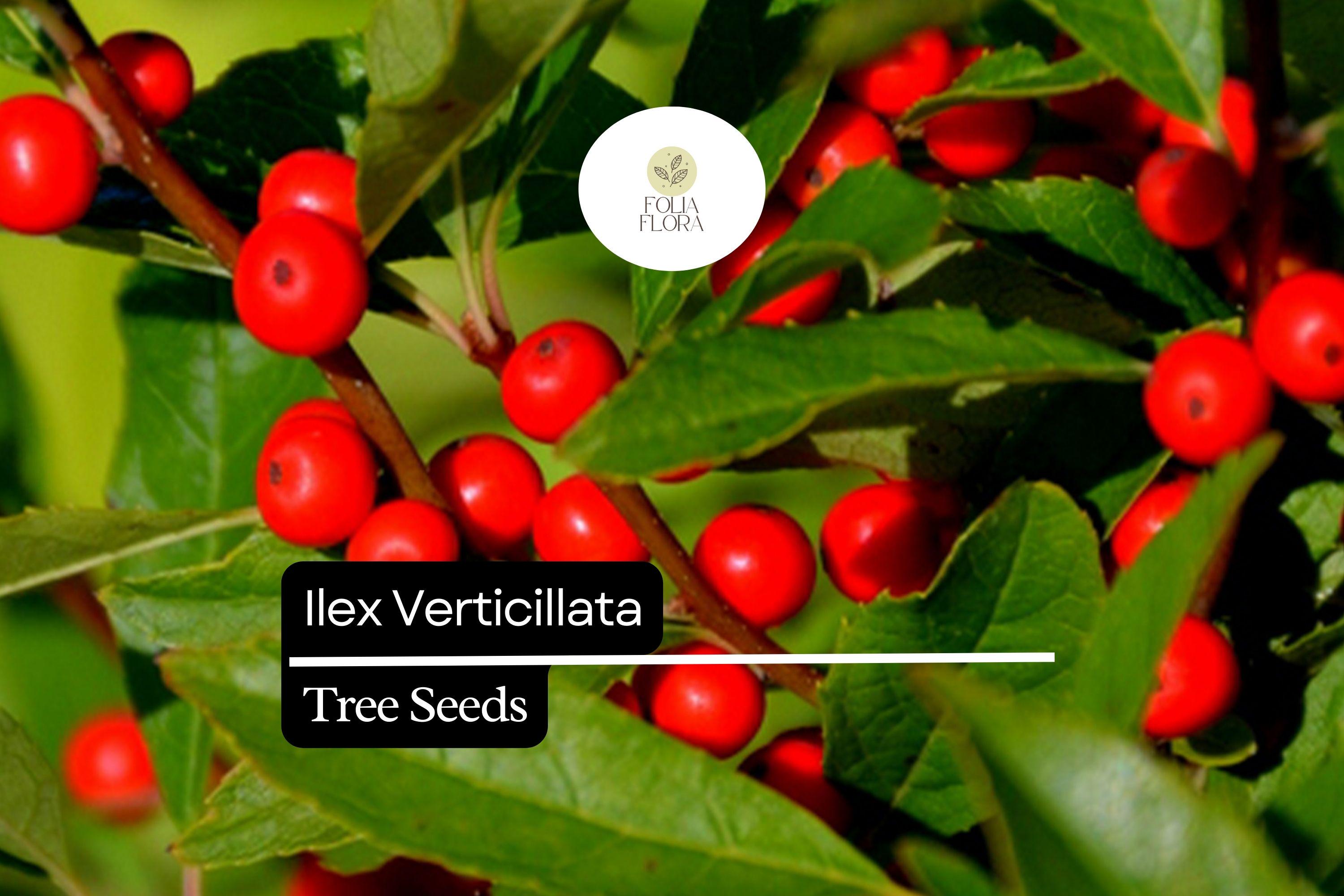 250mg Ilex Verticillata Winterberry Holly Deciduous Shrub Seeds
