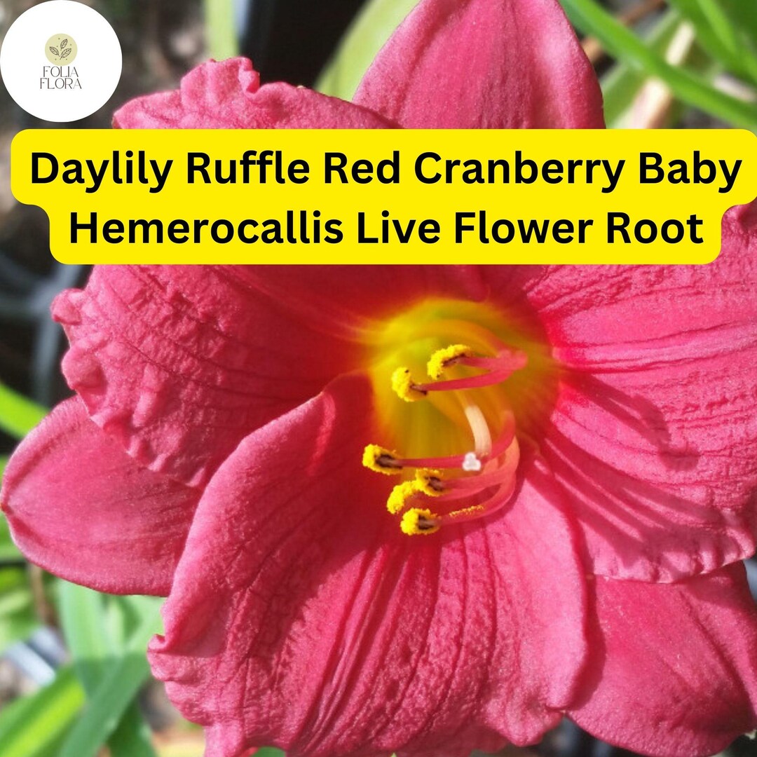Daylily Ruffled Red Cranberry Baby | 1 Live Rooted Plant | Hemerocallis ...