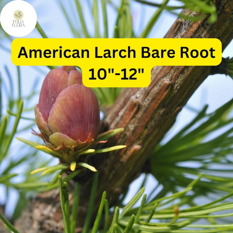 American Larch Tree, Bare Root Larix Laricina, Hardy Conifer - Etsy
