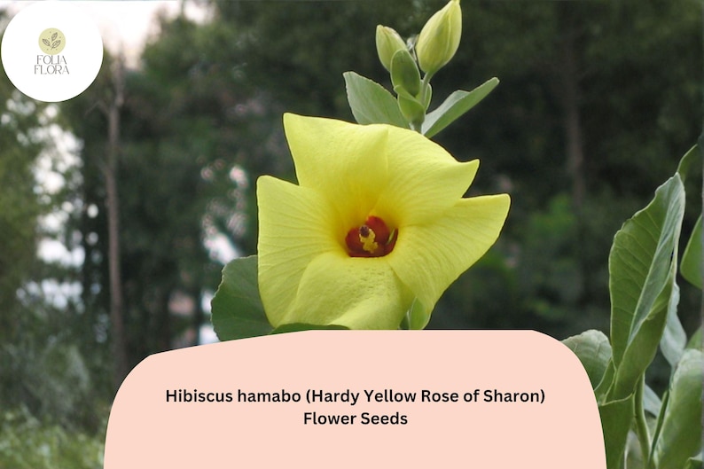 Hardy Yellow Rose of Sharon Seeds – Hibiscus Hamabo Ornamental Shrub - Etsy