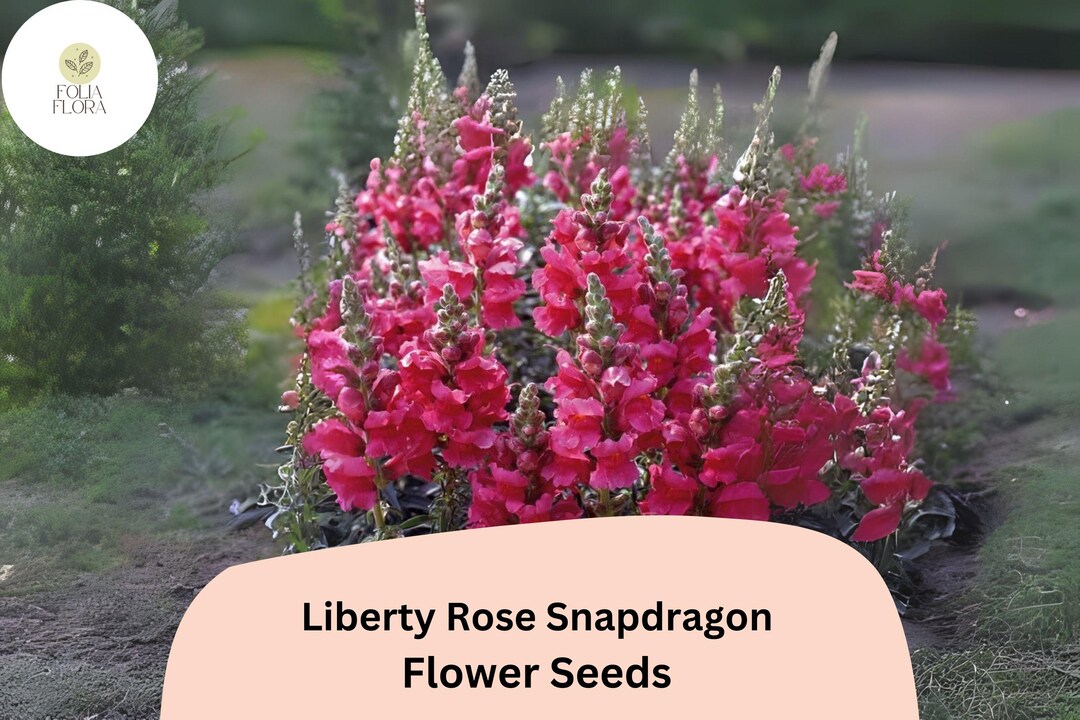 Antirrhinum Majus Liberty Rose Snapdragon Seeds – 1000+ Soft Rose-pink ...
