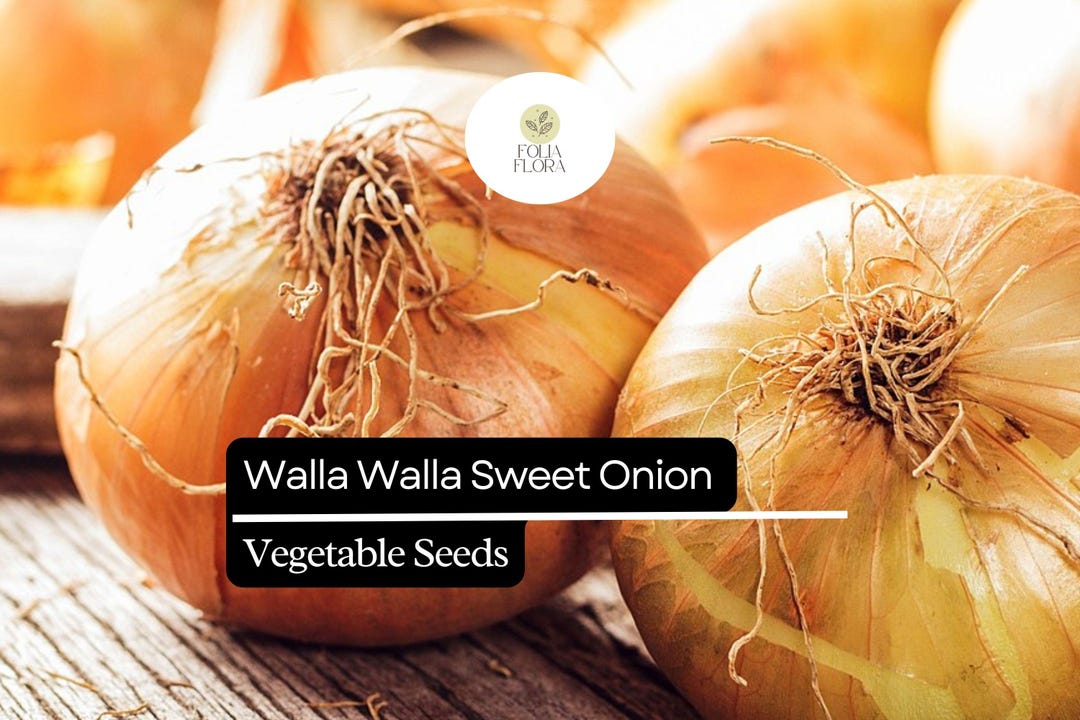 250mg Walla Walla Sweet Onion Seeds | Allium Cepa Vegetable | Mild ...