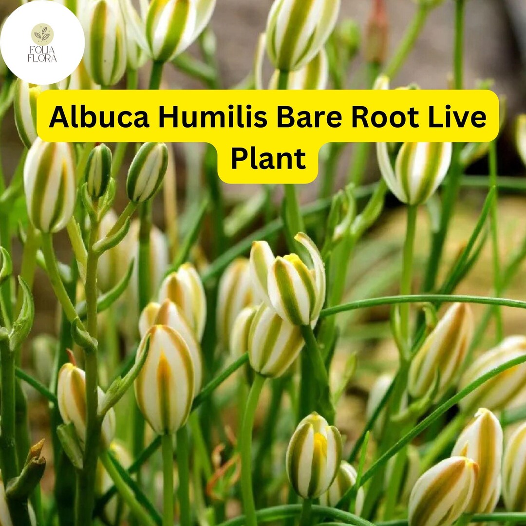 Albuca Humilis | 5 Bare Root Live Plant Bulbs | Unique Succulent With ...
