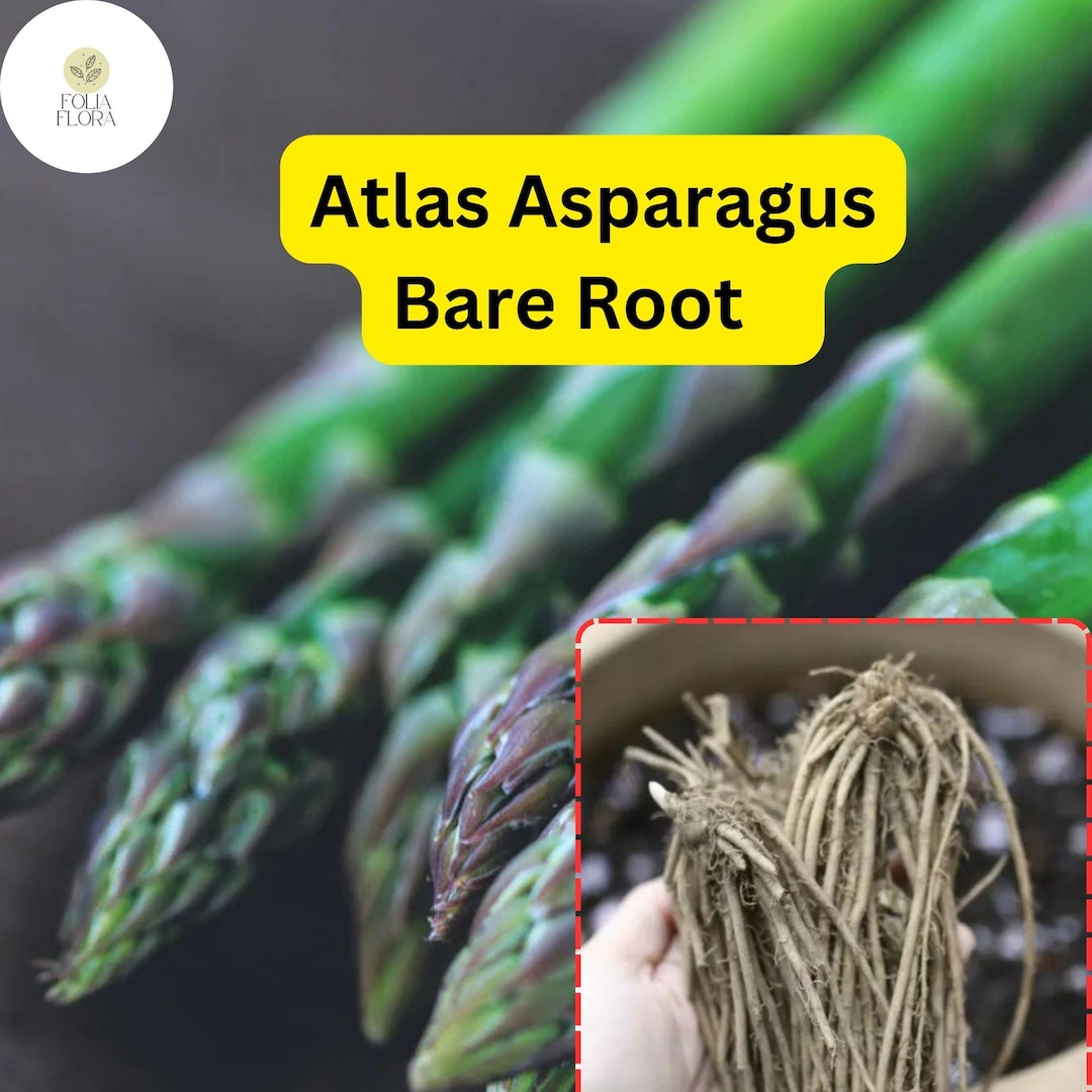25 Bare Root Plants Green Atlas Asparagus, 2-year Crowns, Asparagus ...
