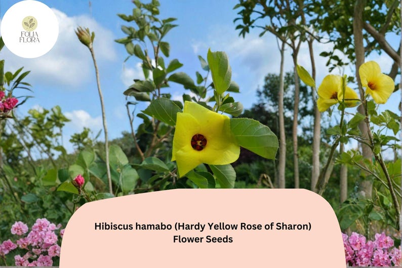 Hardy Yellow Rose of Sharon Seeds – Hibiscus Hamabo Ornamental Shrub - Etsy