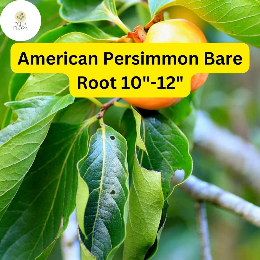 2 Diospyros Virginiana American Persimmon Tree - 10"-12" Bare Root ...