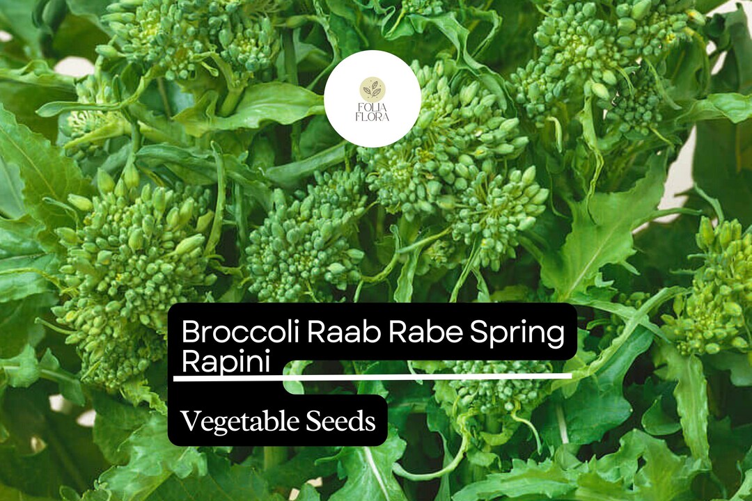 500mg Broccoli Raab Rapini Seeds Brassica Rapa | Spring Heirloom ...