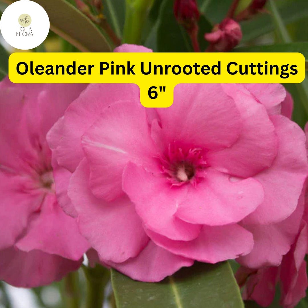 Oleander Pink | Nerium Oleander | 7 Live 6” Unrooted Cuttings | Drought ...