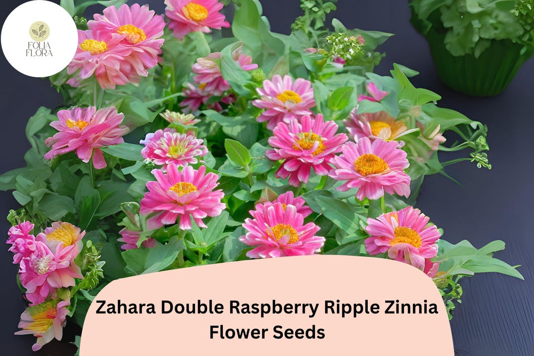 100+ Zahara Double Raspberry Ripple Zinnia Seeds – Pink & White Bi ...